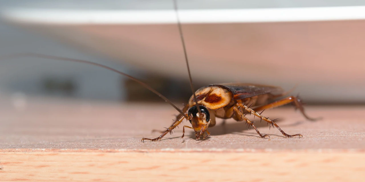 Wildtiere – La Cucaracha - so gefährlich ist die Schabe wirklich | Heute.at