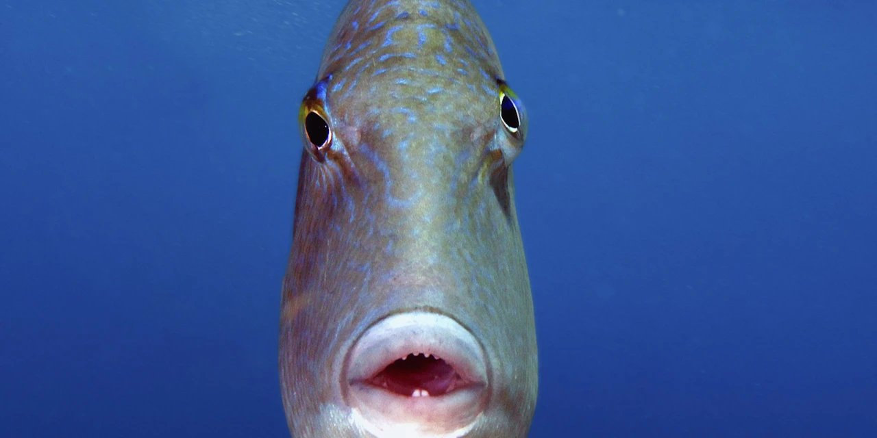 Welt – Touristen aufgepasst – dieser Fisch beißt Badeurlauber | Heute.at