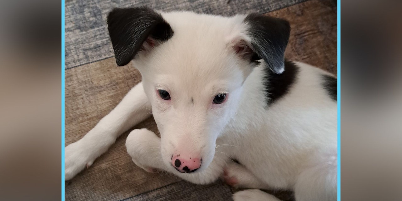 Haustiere – A taste of KEKS: Die erste Nacht ... | Heute.at