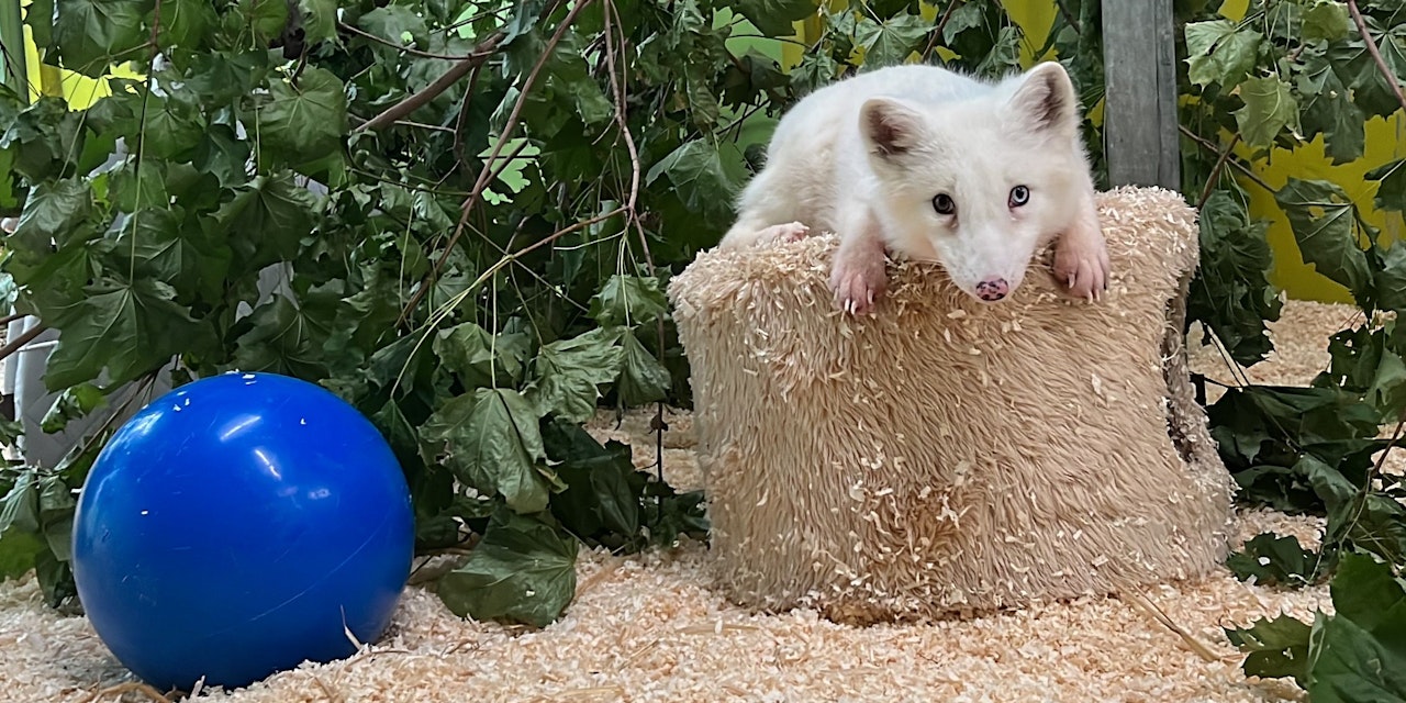 Wildtiere – Polarfuchs "Wukk" darf endlich in ein artgerechtes Heim ...