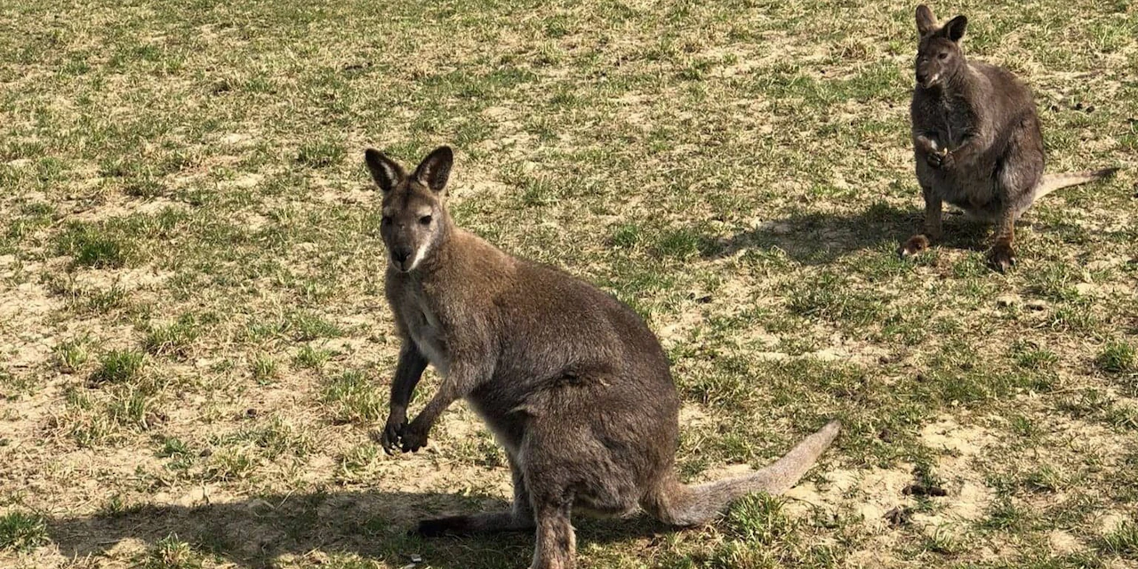 Niederösterreich – Australien oder Kilb? Känguru sorgt für Aufsehen ...