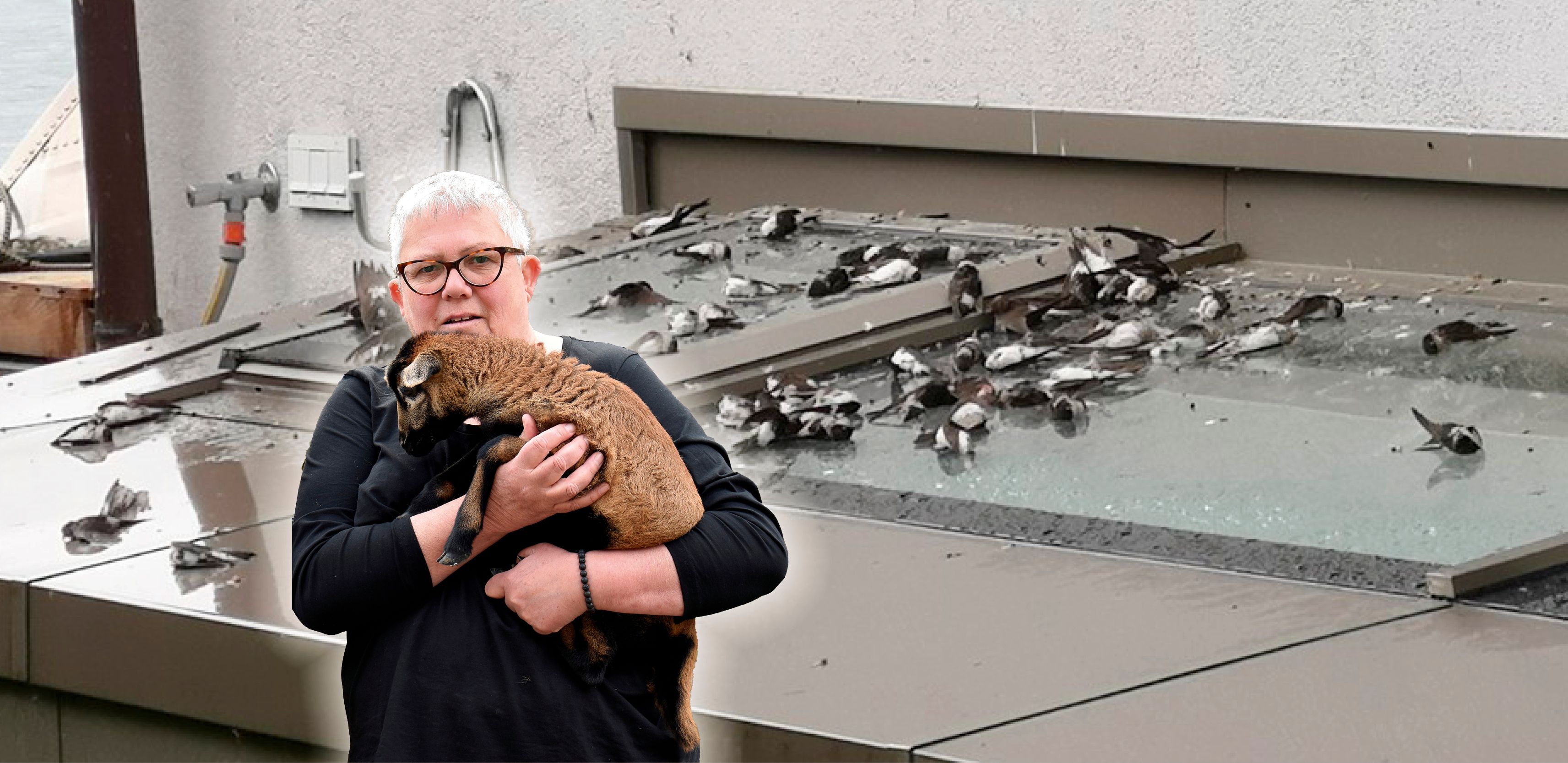 Oberösterreich – Vögel fallen tot zu Boden – "Frau rief weinend an ...