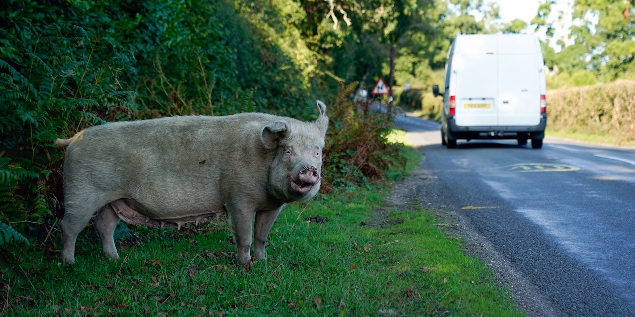 Haustiere: Deshalb laufen hier Schweine kreuz und quer über die Straßen ...