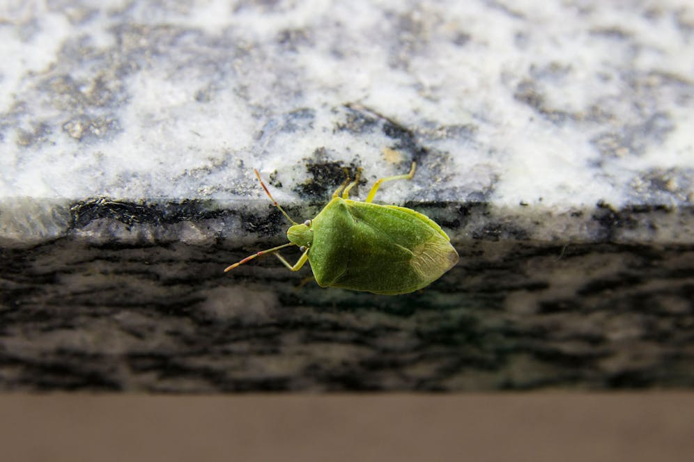 Stinkekäfer wollen deine Wohnung erobern | Heute.at