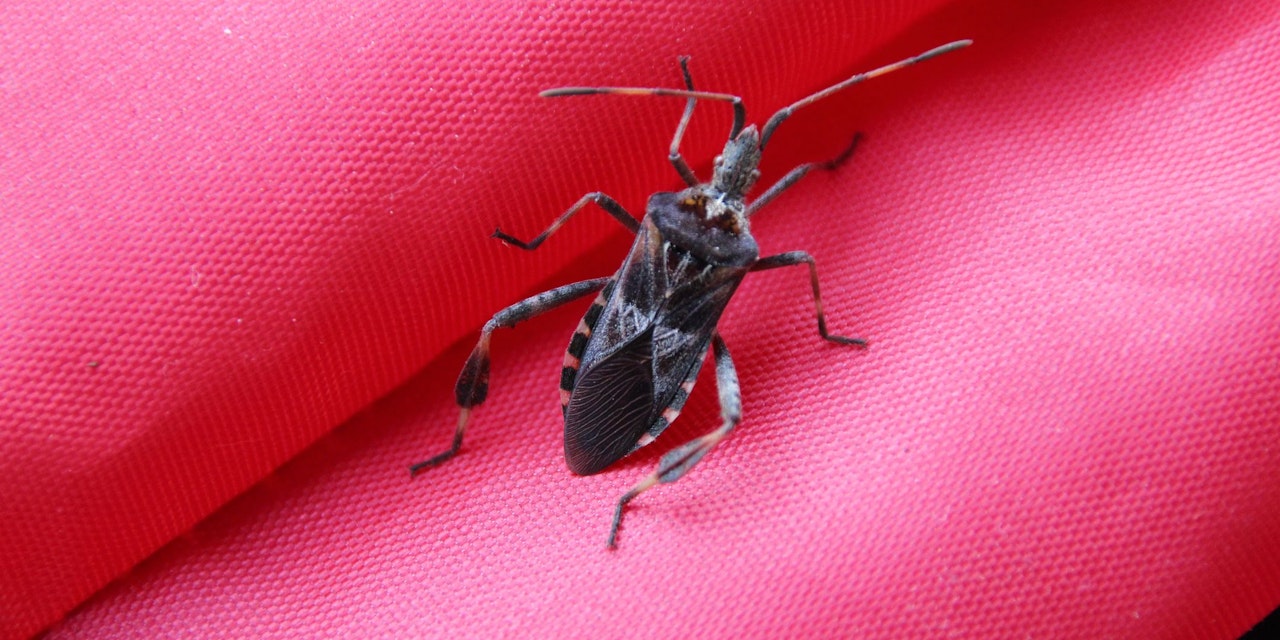 Wildtiere – Stinkekäfer wollen deine Wohnung erobern | Heute.at