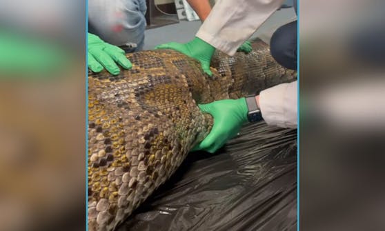 Du errätst nie, was dieser Python verschlungen hat - Wildtiere | heute.at
