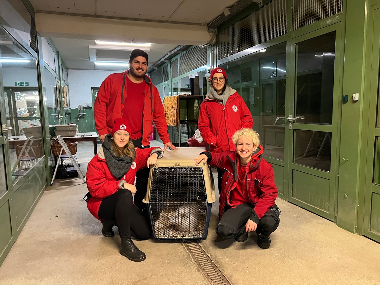 Gute Reise "Wukk" – Abschied vom Polarfuchs-Baby – Wildtiere | heute.at