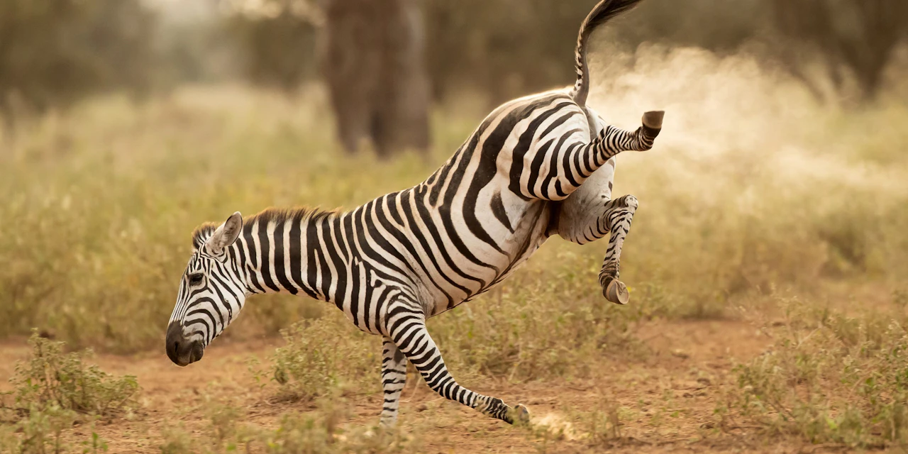 Wildtiere – Zebra mit Furz-Antrieb! Über diese Fotos lacht die Welt ...