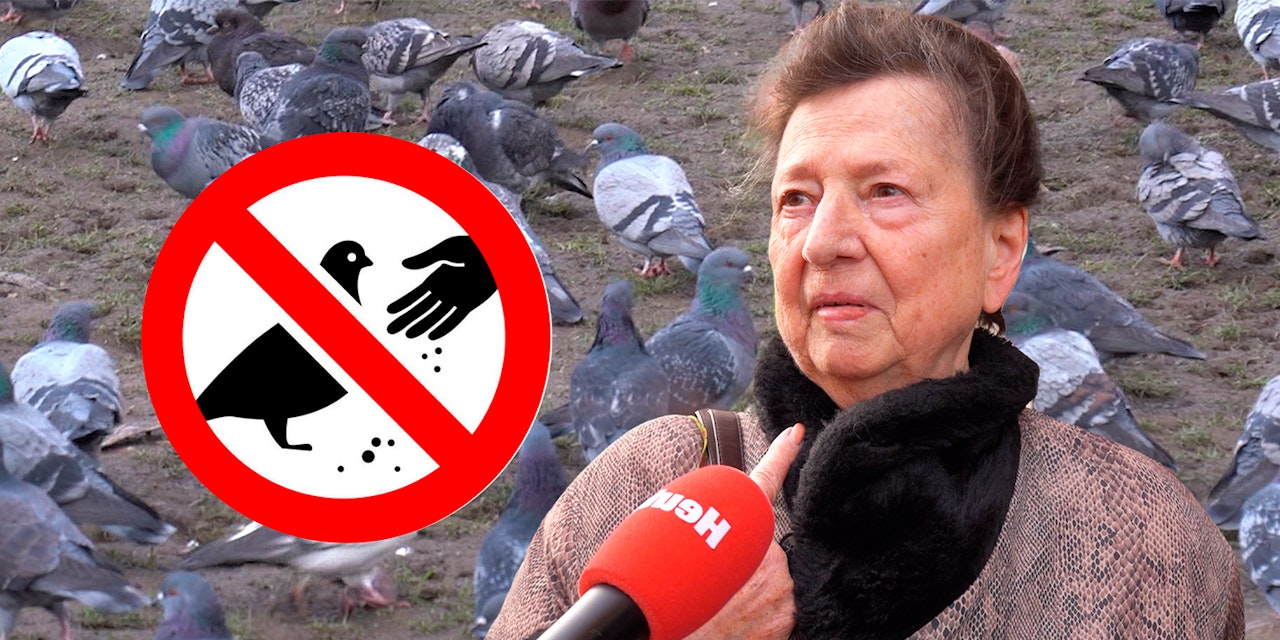 Wien – "Ratten der Lüfte" – so denken Wiener über Tauben-Plage | Heute.at