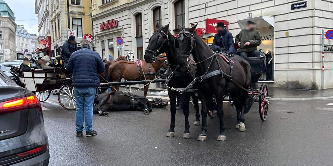 Fiaker-Pferd rutscht auf Fahrbahn in Wiener City aus | Heute.at