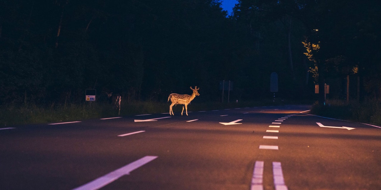 Oberösterreich – Reh läuft auf Straße – drei Autos kaputt | Heute.at