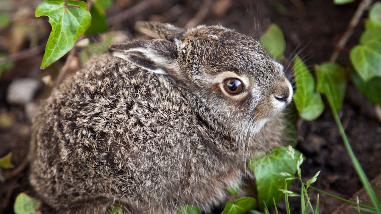 Wildtiere – Hunde an die Leine! Brut- und Setzzeit hat begonnen | Heute.at