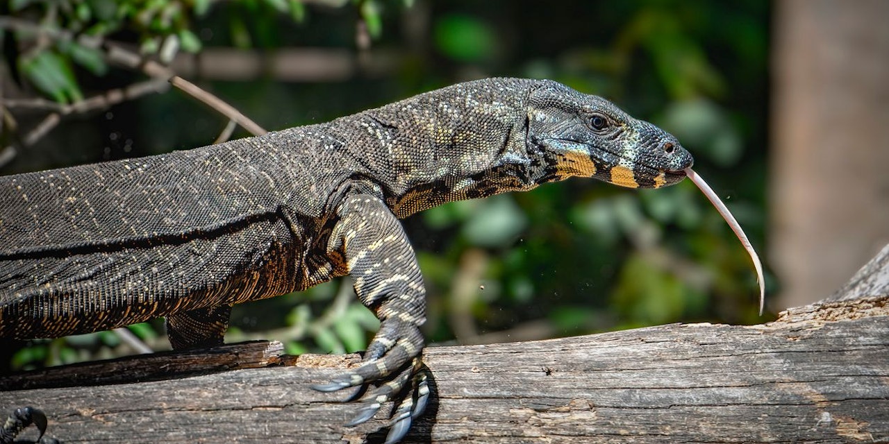 Wildtiere: Der Buntwaran im Portrait | Heute.at
