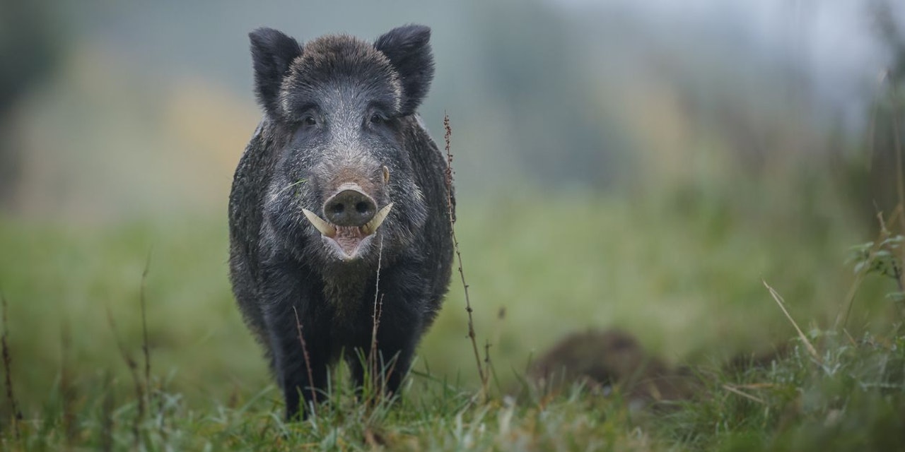 Wildtiere: Das Wildschwein in Österreich im Portrait | Heute.at