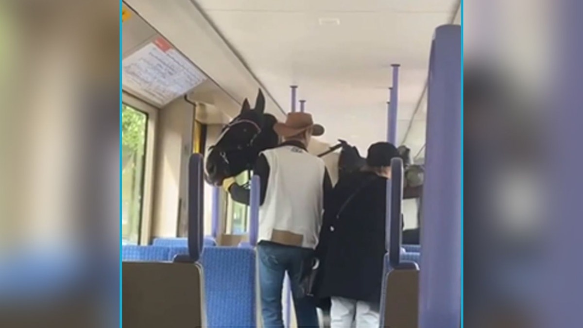 Haustiere – Zu lustig – So fährt ein echter Cowboy mit der Bim | Heute.at