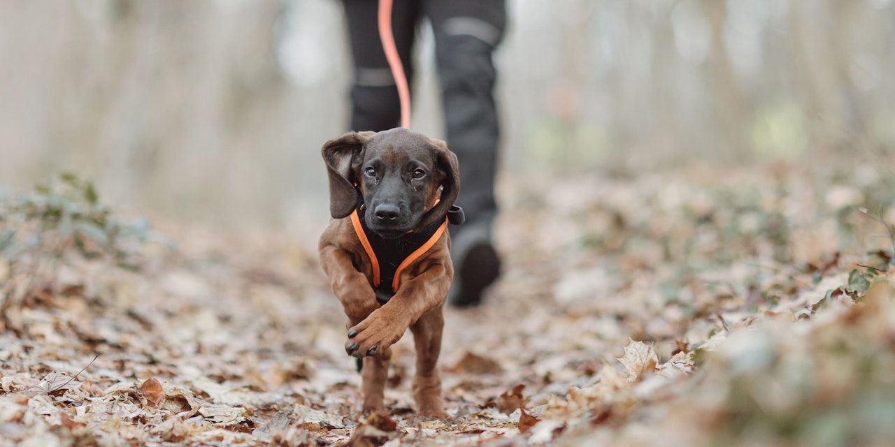 Niederösterreich – 20 Jahre Mantrailing! Das sind die Top-Spürnasen ...