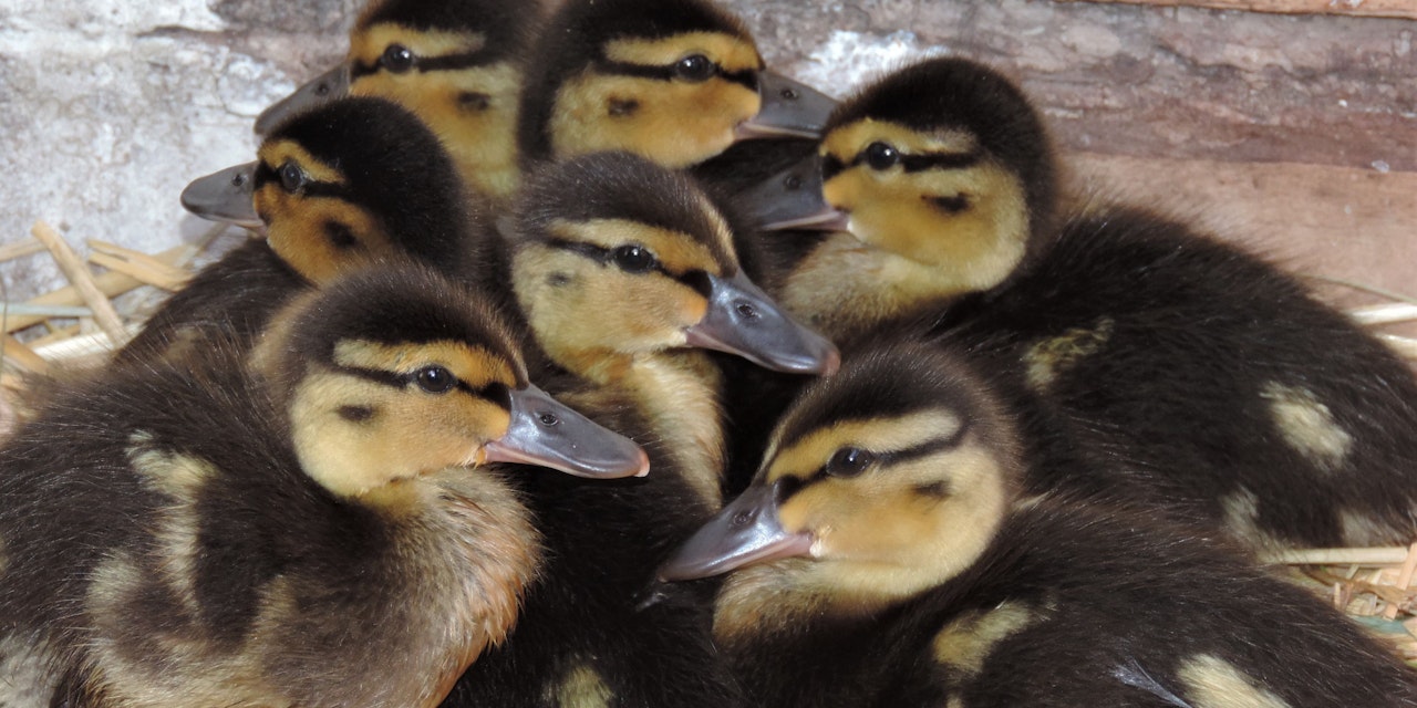 Wildtiere – Alle meine Entchen wurden in einer Betongrube vergessen ...