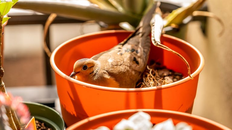 So gehst du mit dem Taubennest am Balkon richtig um | Heute.at