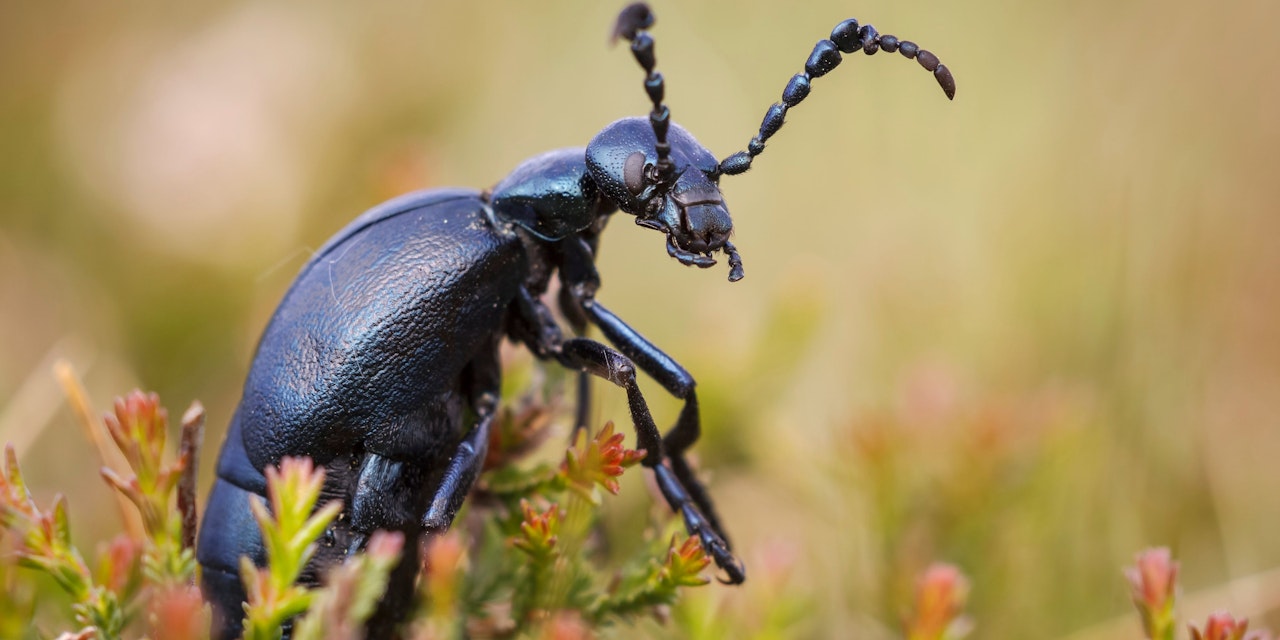 Österreich – Wenn du diesen Käfer siehst, dann droht Gefahr | Heute.at