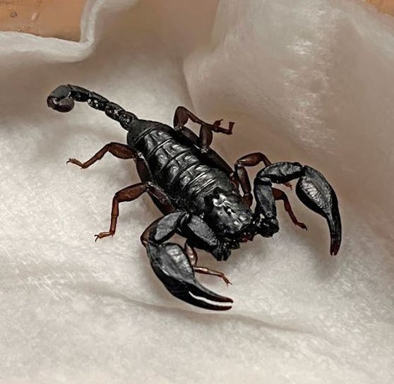 Im Badezimmer wartete ein Skorpion auf die Frau - Welt | heute.at