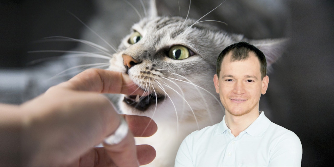 Oberösterreich – Vorsicht! Darum sind Katzenbisse so gefährlich | Heute.at