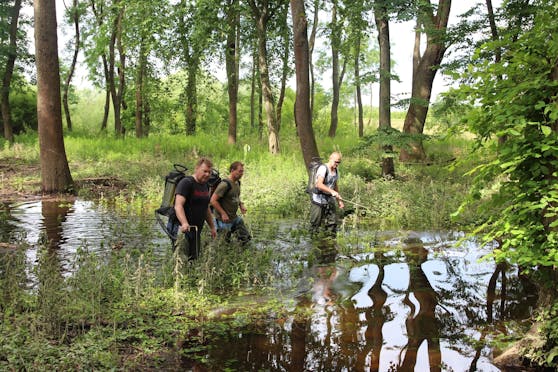 Gelsen-Jäger kämpfen gegen die Stechmückenplage - Niederösterreich ...