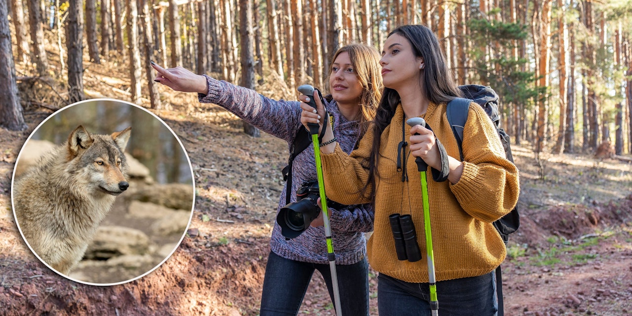 Österreich – Angst vor Wolf: Frauen flehten um Heli-Rettung | Heute.at