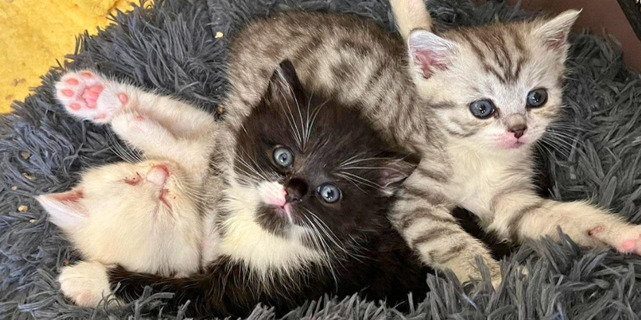 Haustiere – So niedlich – Babykatzen im Tierschutzhaus Vösendorf | Heute.at