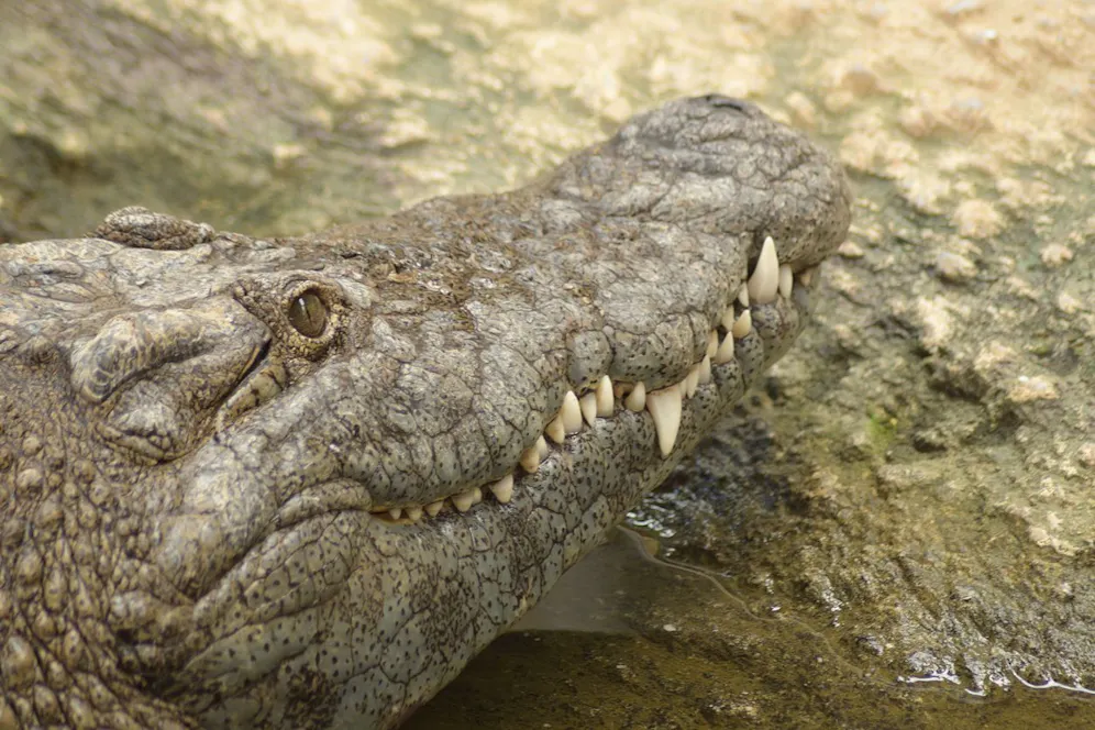 Romantisches Krokodil – Männchen singen sogar verliebt | Heute.at