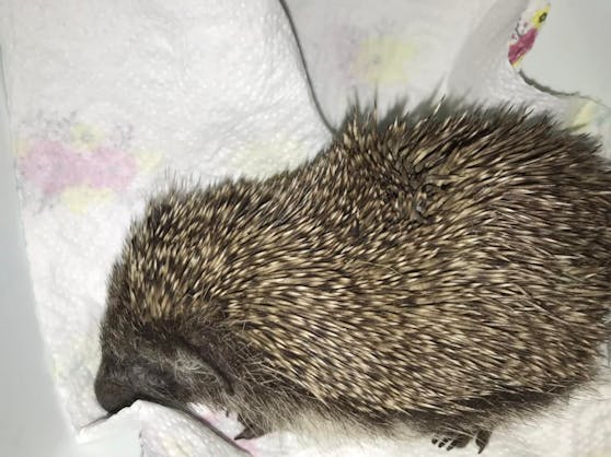 "Völlig ausgemergelt" – Sorge um großes Igel-Sterben - Niederösterreich | heute.at