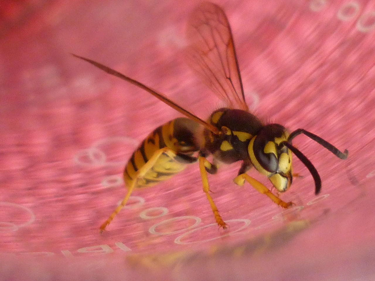So schützt Du dich umweltfreundlich vor Gelsen & Co. – Heute For Future ...