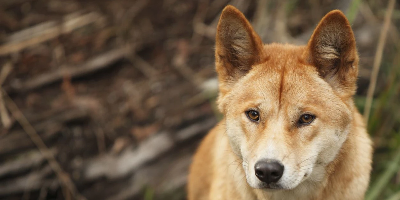 Wildtiere: Der Dingo im Portrait | Heute.at