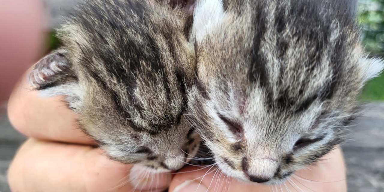 Haustiere – Katzenbabys einfach vor Pizzeria auf Gehsteig gelegt | Heute.at