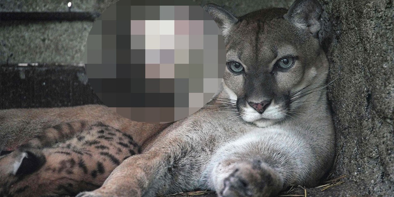 Wildtiere – Dieses Puma-Baby muss man vor Besuchern schützen | Heute.at