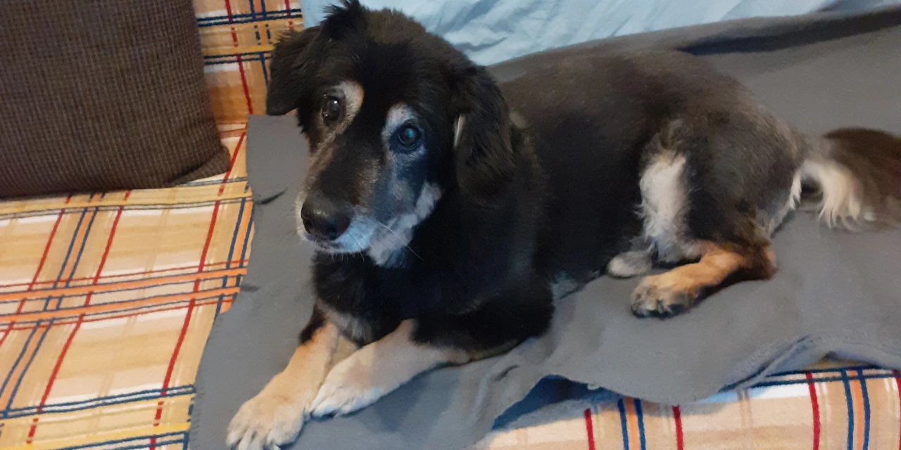 Nieder sterreich 1 196 Euro Pension Kranker Hund Bringt Gabi Ans Nieder sterreich 1 196 Euro Pension Kranker Hund Bringt Gabi Ans