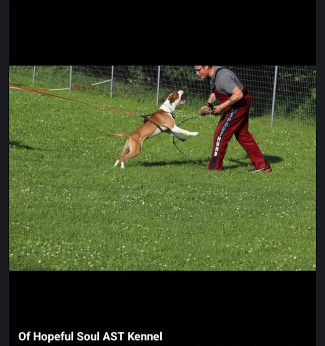 Fotos zeigen, wie Hund "Elmo" zur Killer-Maschine wurde ...