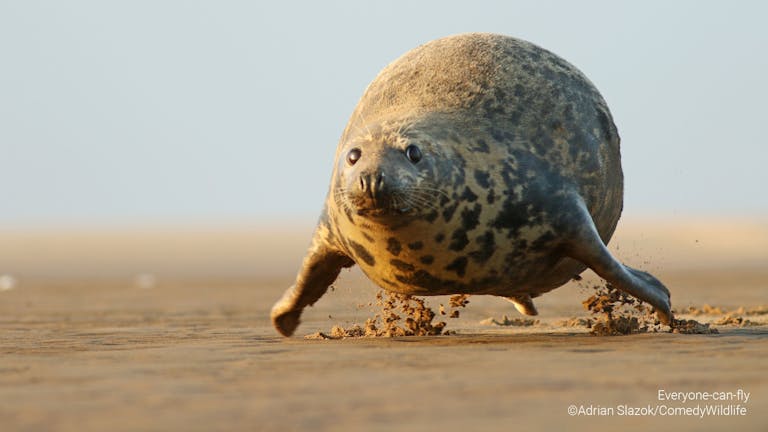 Kunst-Festival – In Zürich ist ein 15 Meter langer Pottwal "gestrandet ...