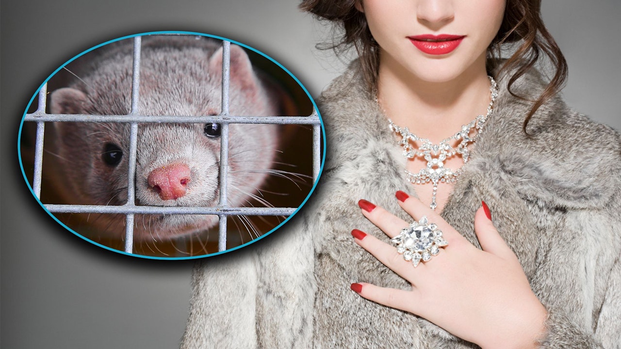 Wird Generation Z tatsächlich wieder Pelz tragen? – Tiere | heute.at