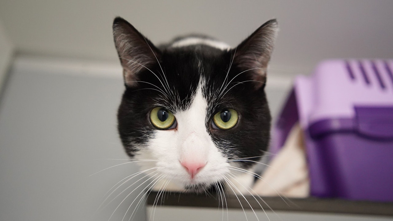 TierQuarTier Wien – Kater Henry (3) vermisst seine Freiheit | Heute.at
