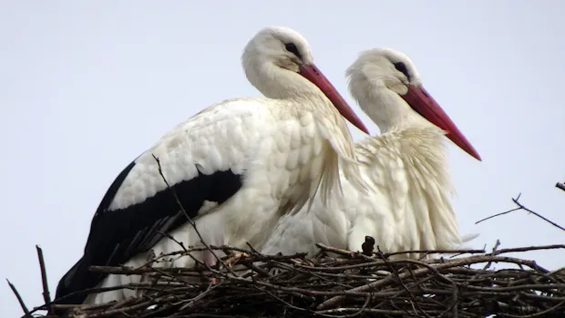 Für den Klapperstorch hat gerade die Aufzucht der Jungen begonnen ...
