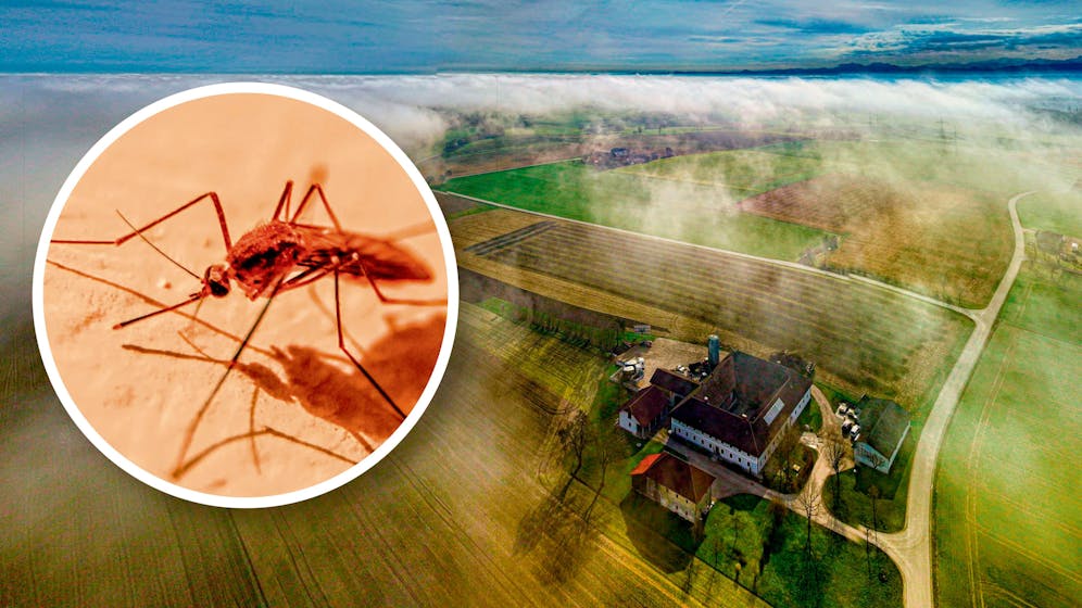 Gelsen sind schon da, doch Temperatur stürzt jetzt ab | Heute.at