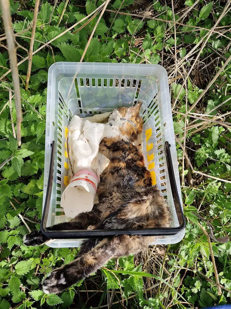 Tote Katze in Einkaufskorb gibt Rätsel auf | Heute.at