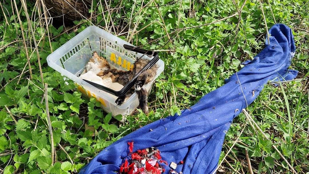 Gequält und weggeworfen – Tote Katze in Einkaufskorb gibt Rätsel auf ...