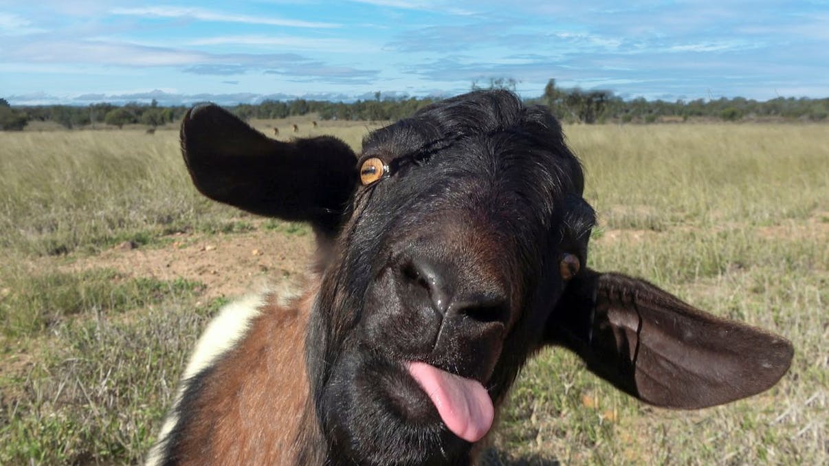 Määährkwürdig – Mann lebt als Ziege in den Alpen | Heute.at