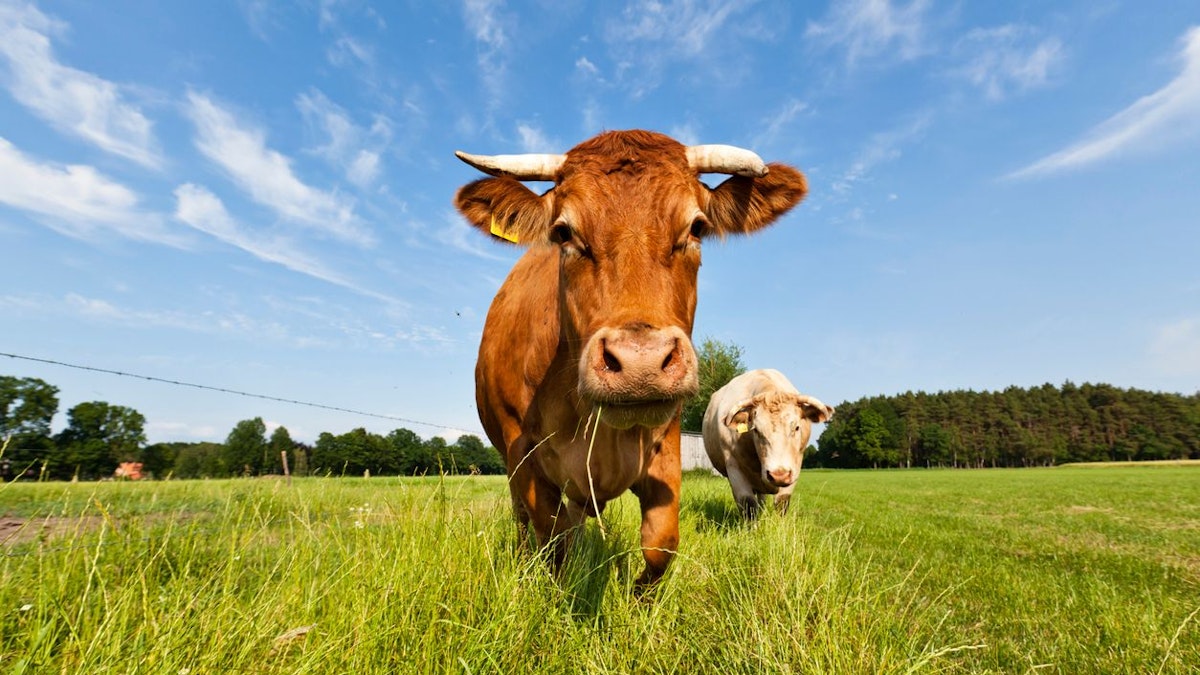 Tierische Fahndung – Ein Bulle zeigt seiner liebsten Kuh ganz ...