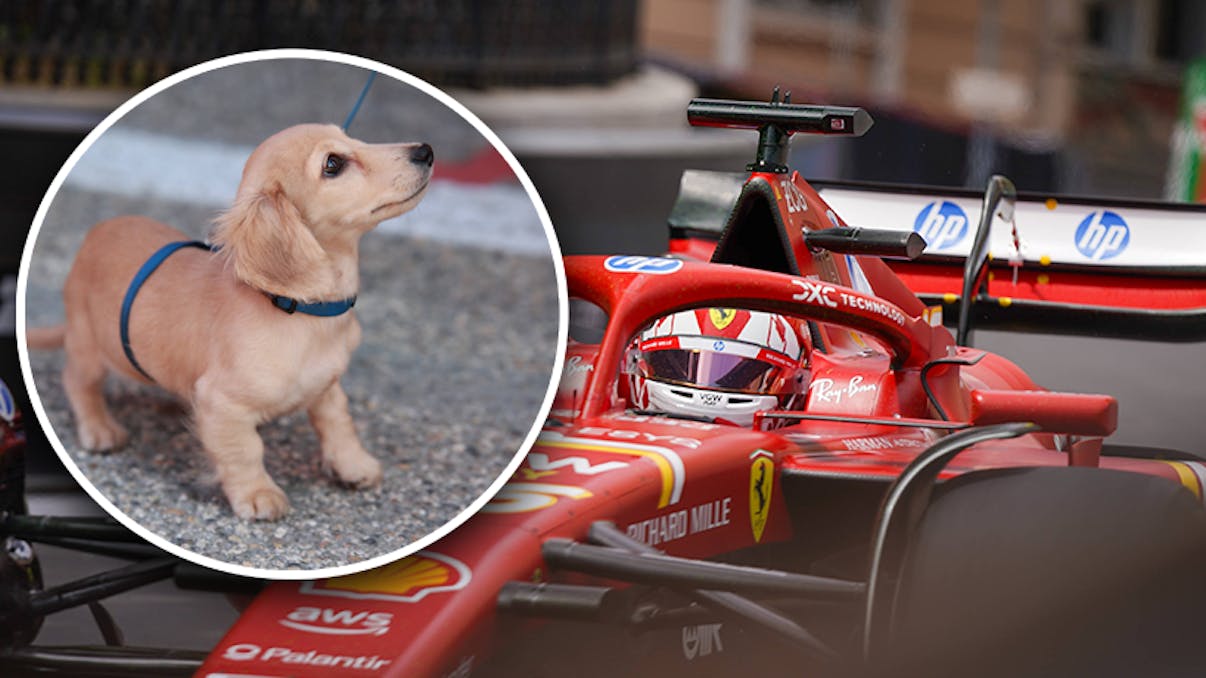 Bruder von Hündchen Leo: Leclerc "adoptiert" F1-Rivalen | Heute.at