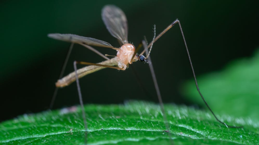 Experte packt aus – Massive Gelsen-Invasion – so lange dauert sie noch ...