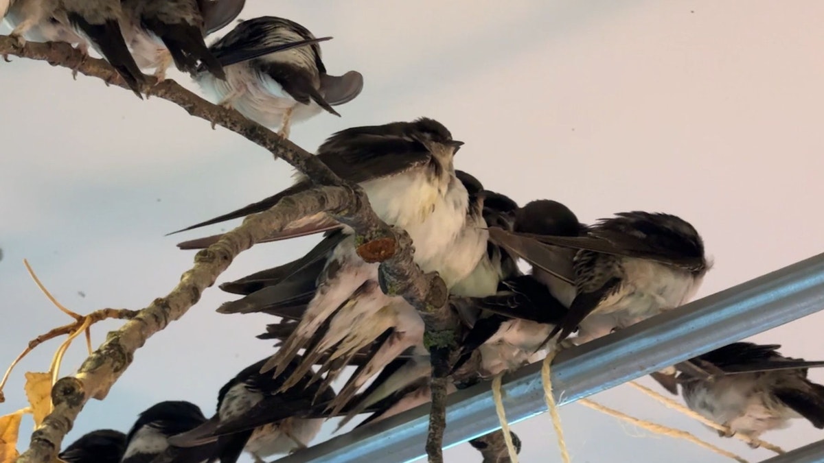 Tierischer Trost – "Symbol der Hoffnung" – Schwalben ziehen weiter ...