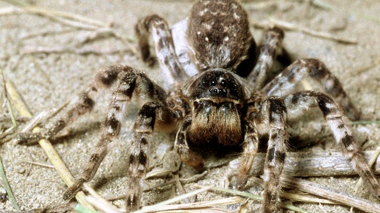 Südrussische Tarantel – Gift-Spinne in Österreich weiter verbreitet als ...