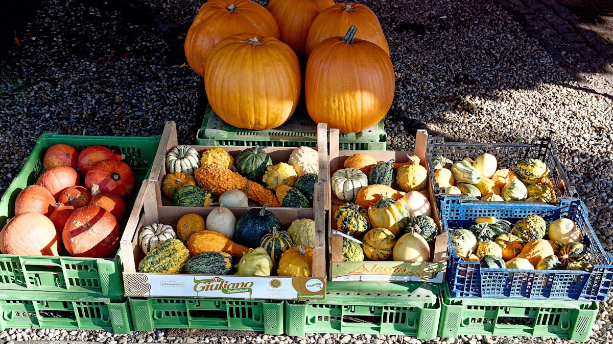 Essbar oder nicht – Übelkeit, Erbrechen, Tod! Achtung beim Kürbiskauf ...